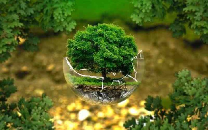 Ecologia: Explorando os Fundamentos e Conceitos Básicos